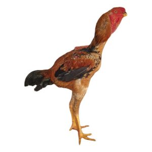 Tudo sobre o Indio Gigante, o maior galo do mundo!